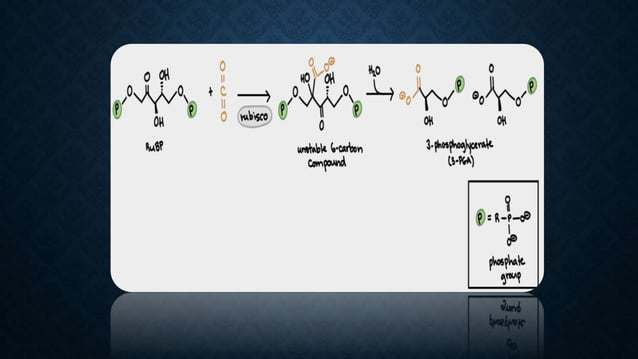 CALVIN CYCLE (C3 - PATHWAY).pptx | Chemistry | Science
