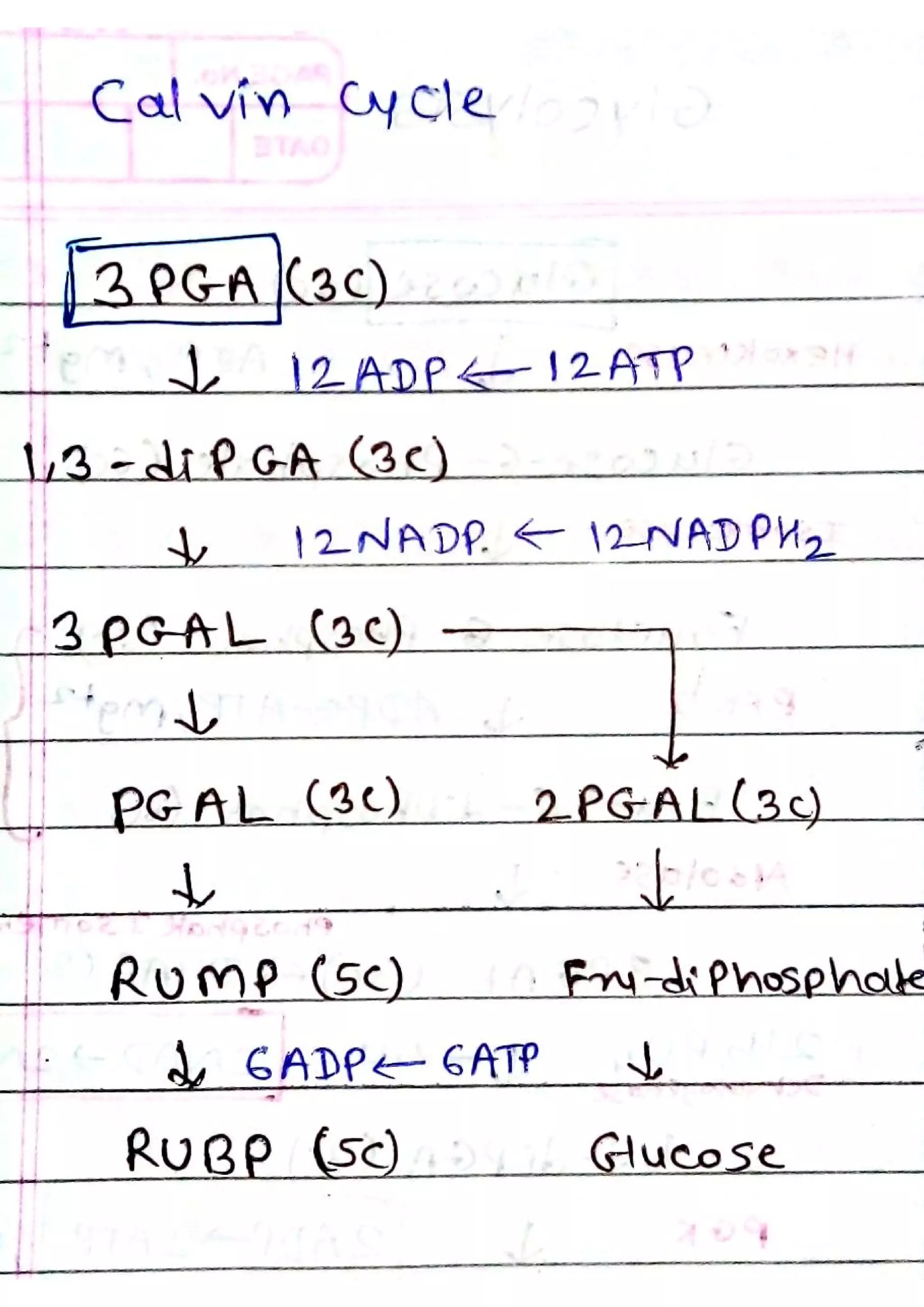 Calvin Cycle (C3 Pathway) | PDF