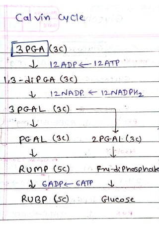 Calvin Cycle (C3 Pathway) | PDF