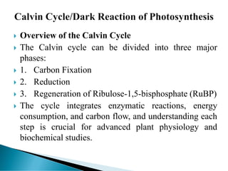 Comprehensive Overview of the Calvin Cycle in Photosynthesis | PDF