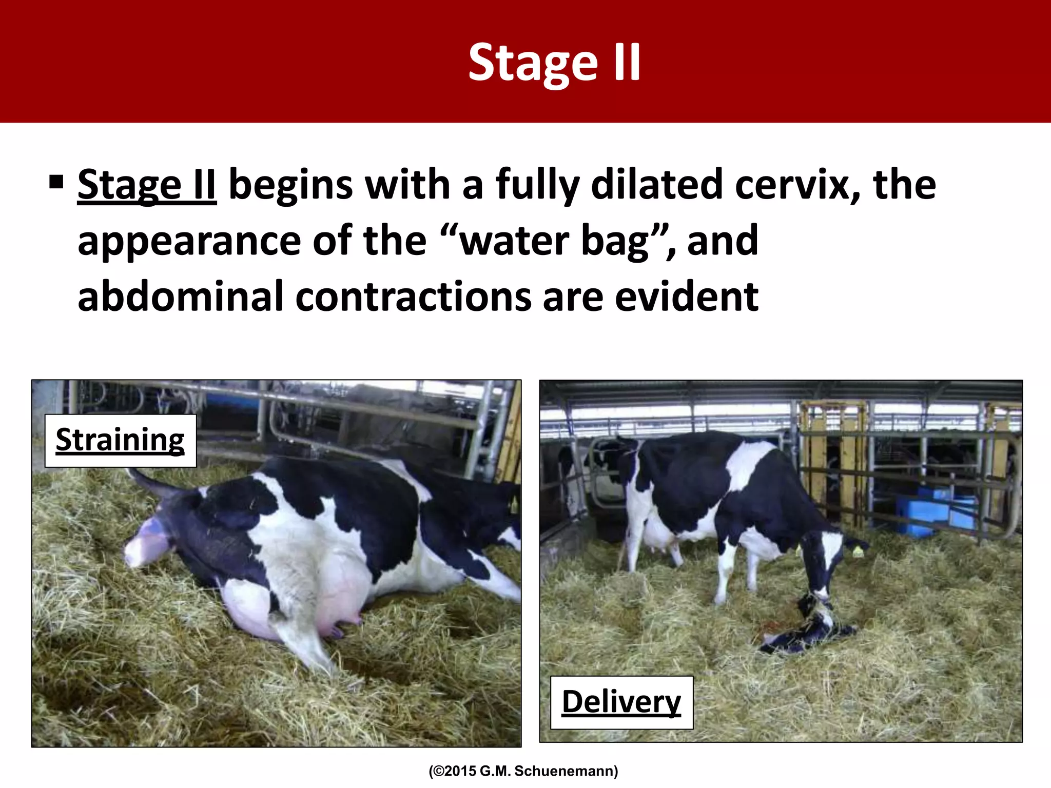 Calving-Management_ENGLISH.8.20.2015-3.pptx