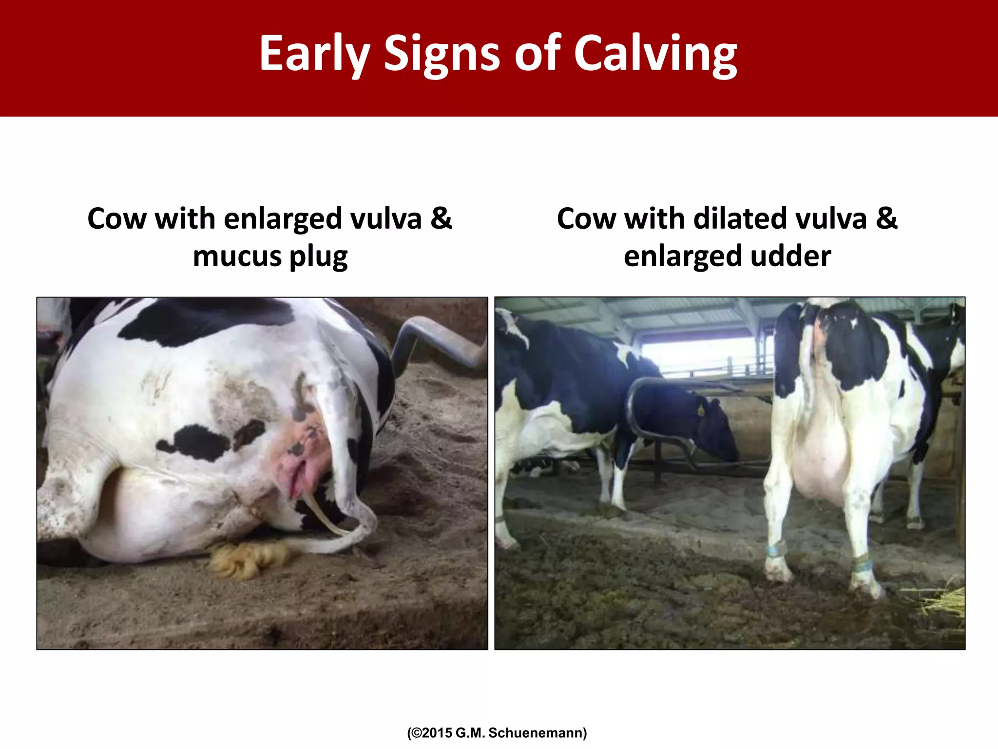 Calving-Management_ENGLISH.8.20.2015-3.pptx