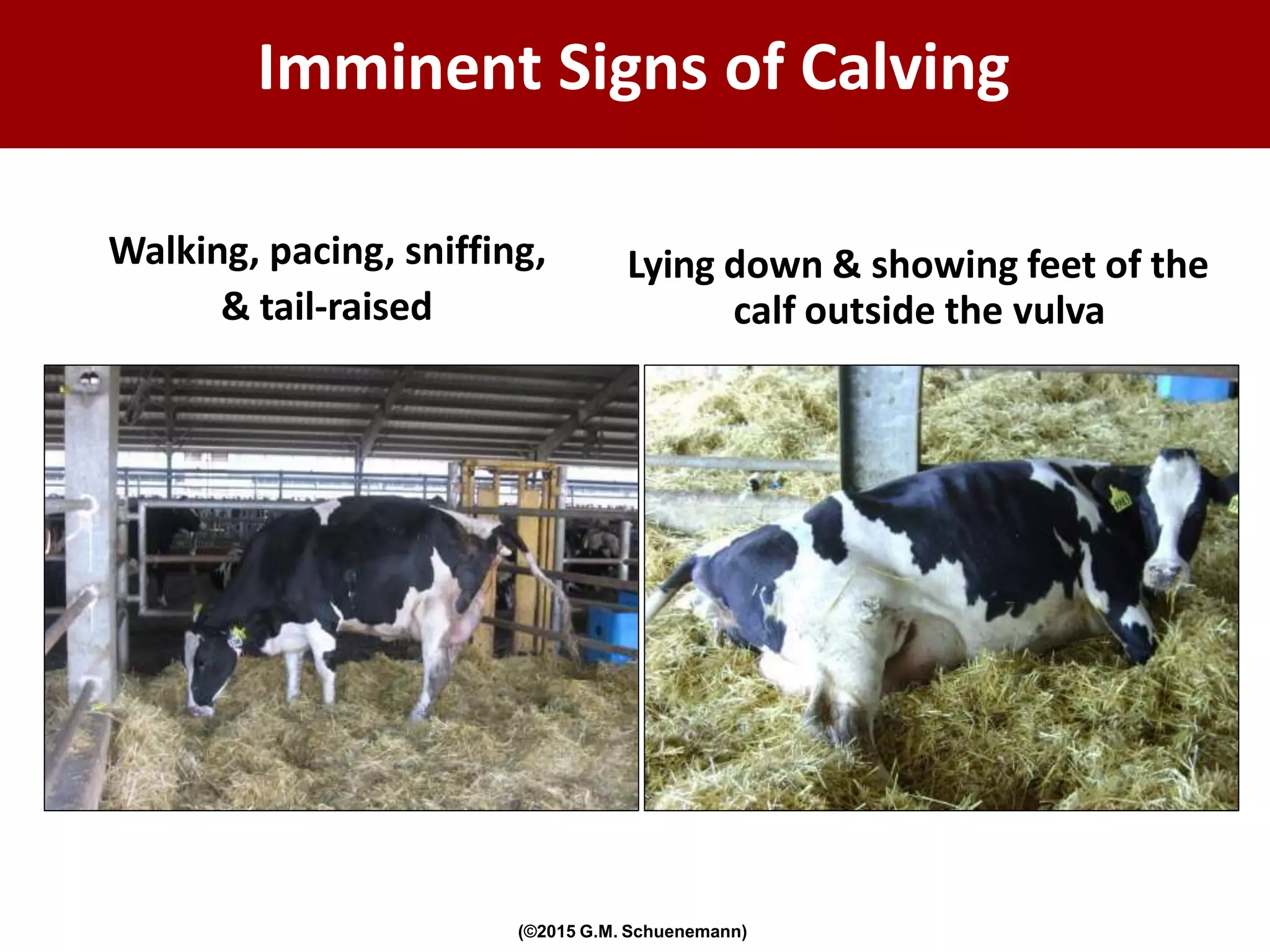 Calving-Management_ENGLISH.8.20.2015-3.pptx