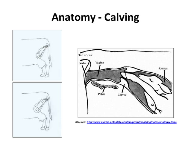 Calving-Management_ENGLISH.8.20.2015-3.pptx | Pregnancy | Reproductive ...