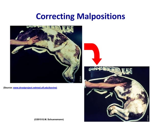 Calving-Management_ENGLISH.8.20.2015-3.pptx | Pregnancy | Reproductive ...