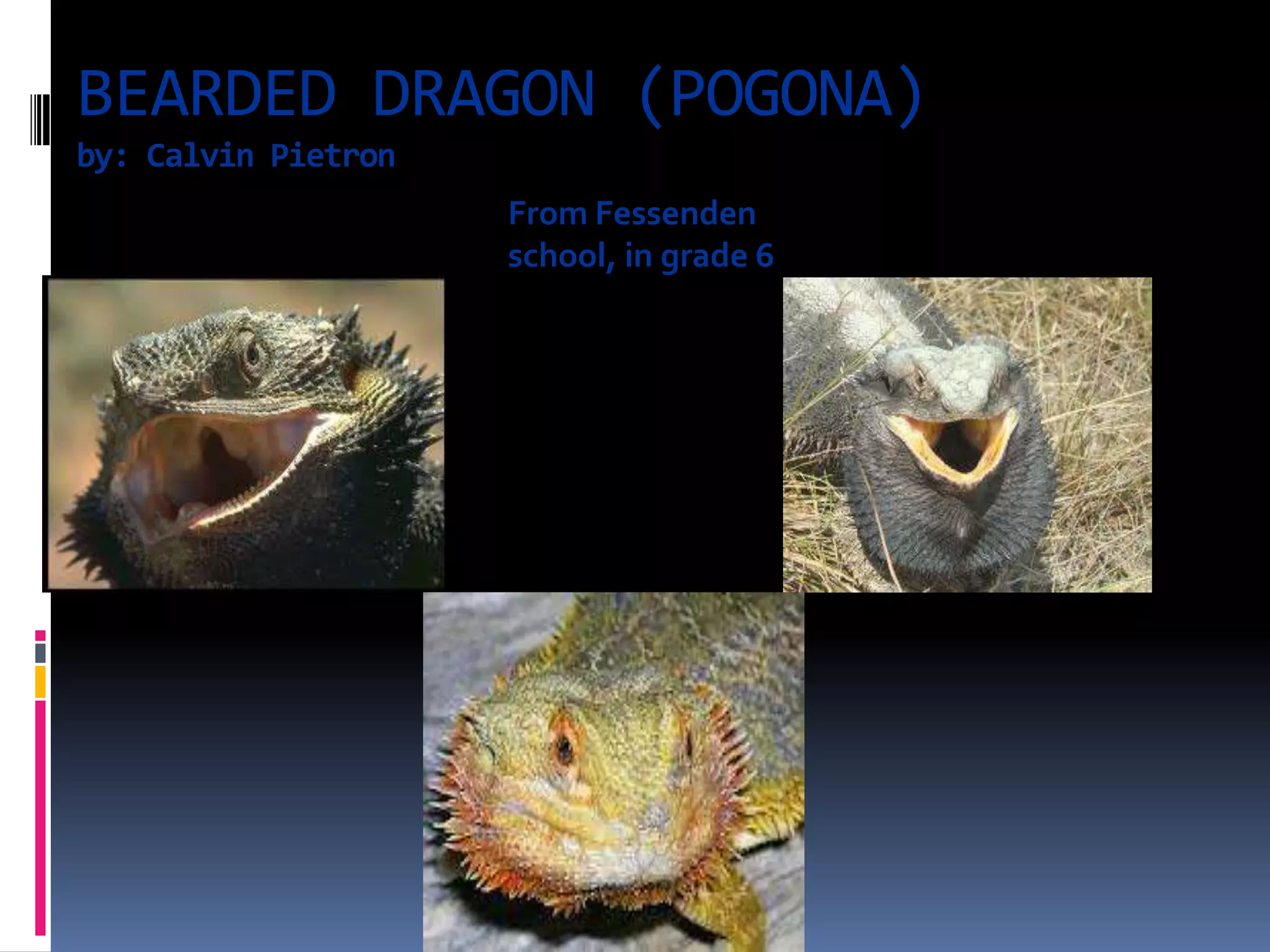 Calvin pietron bearded dragon (pogona) | PPTX