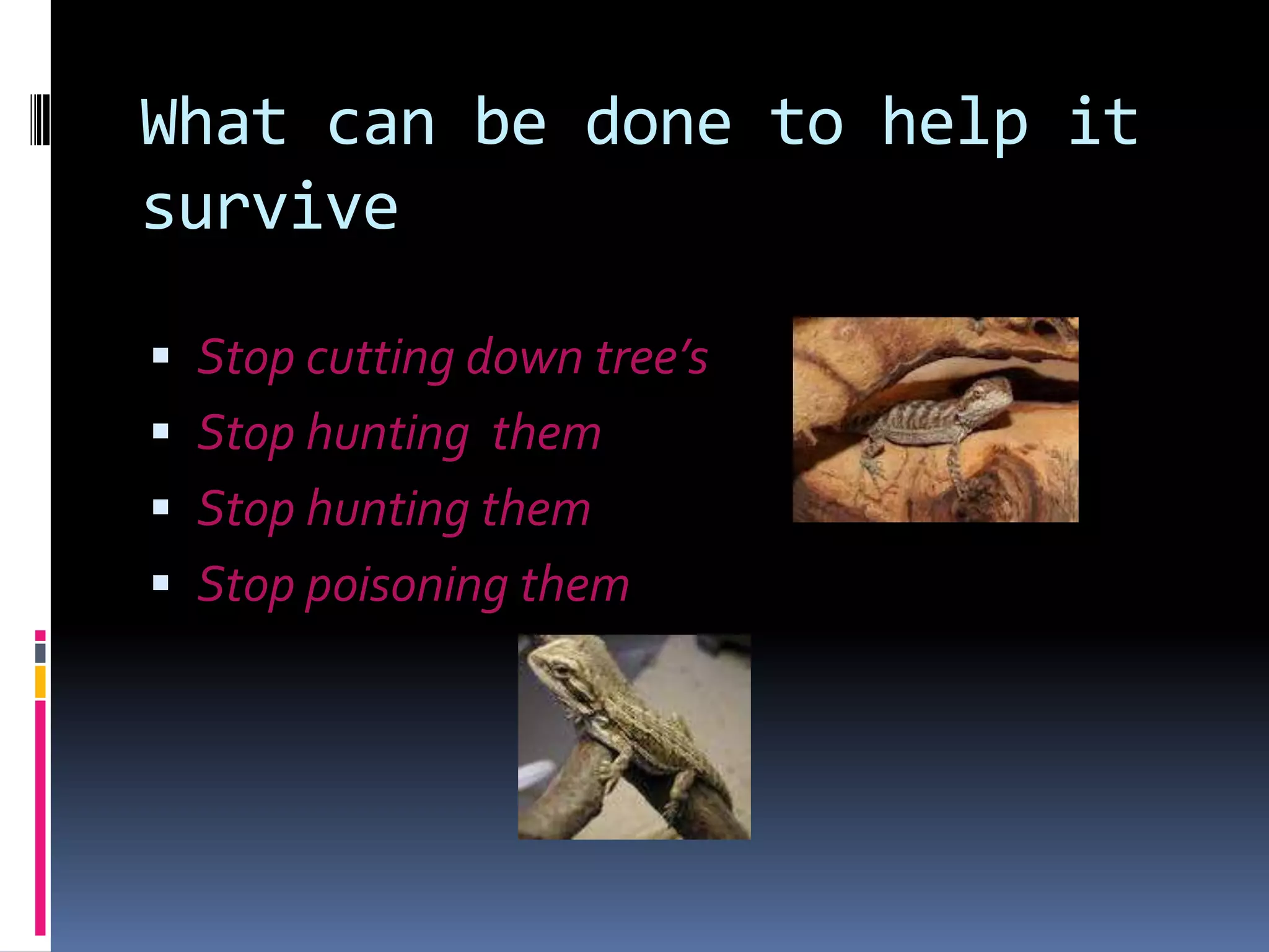 Calvin pietron bearded dragon (pogona) | PPTX