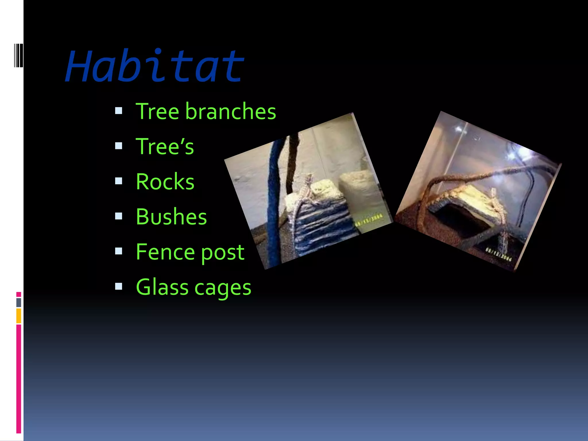 Calvin pietron bearded dragon (pogona) | PPTX