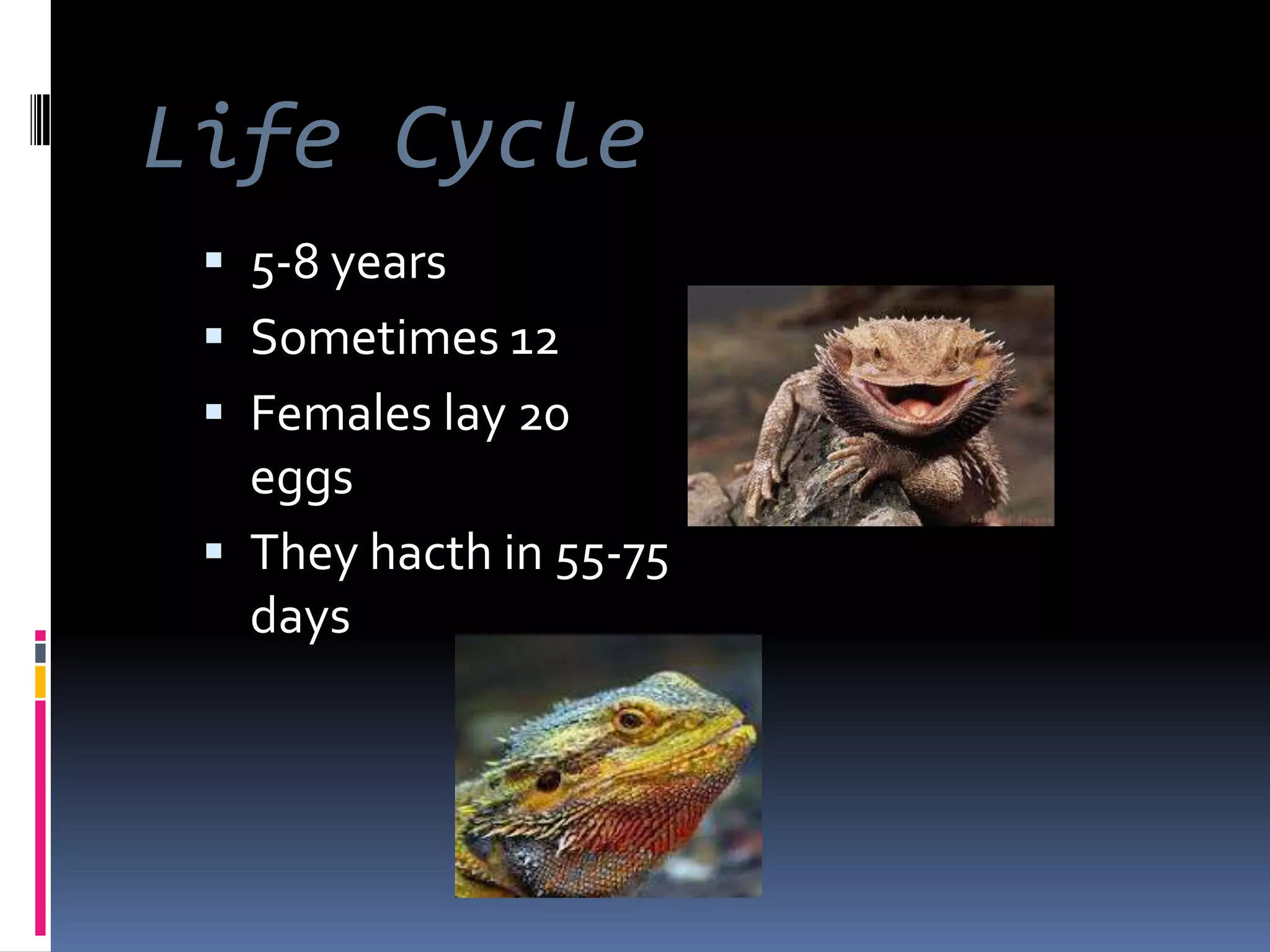 Calvin pietron bearded dragon (pogona) | PPT