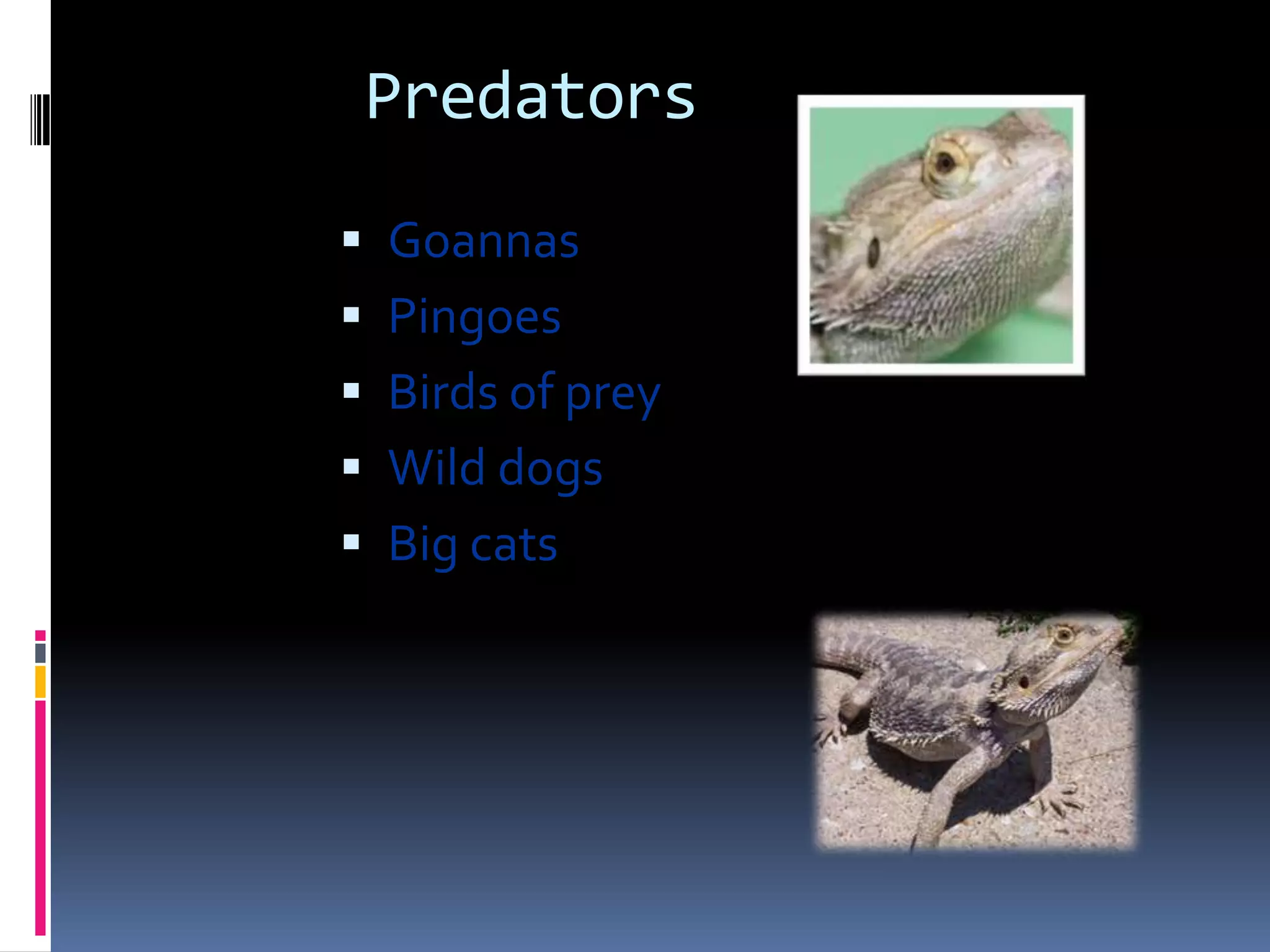 Calvin pietron bearded dragon (pogona) | PPT