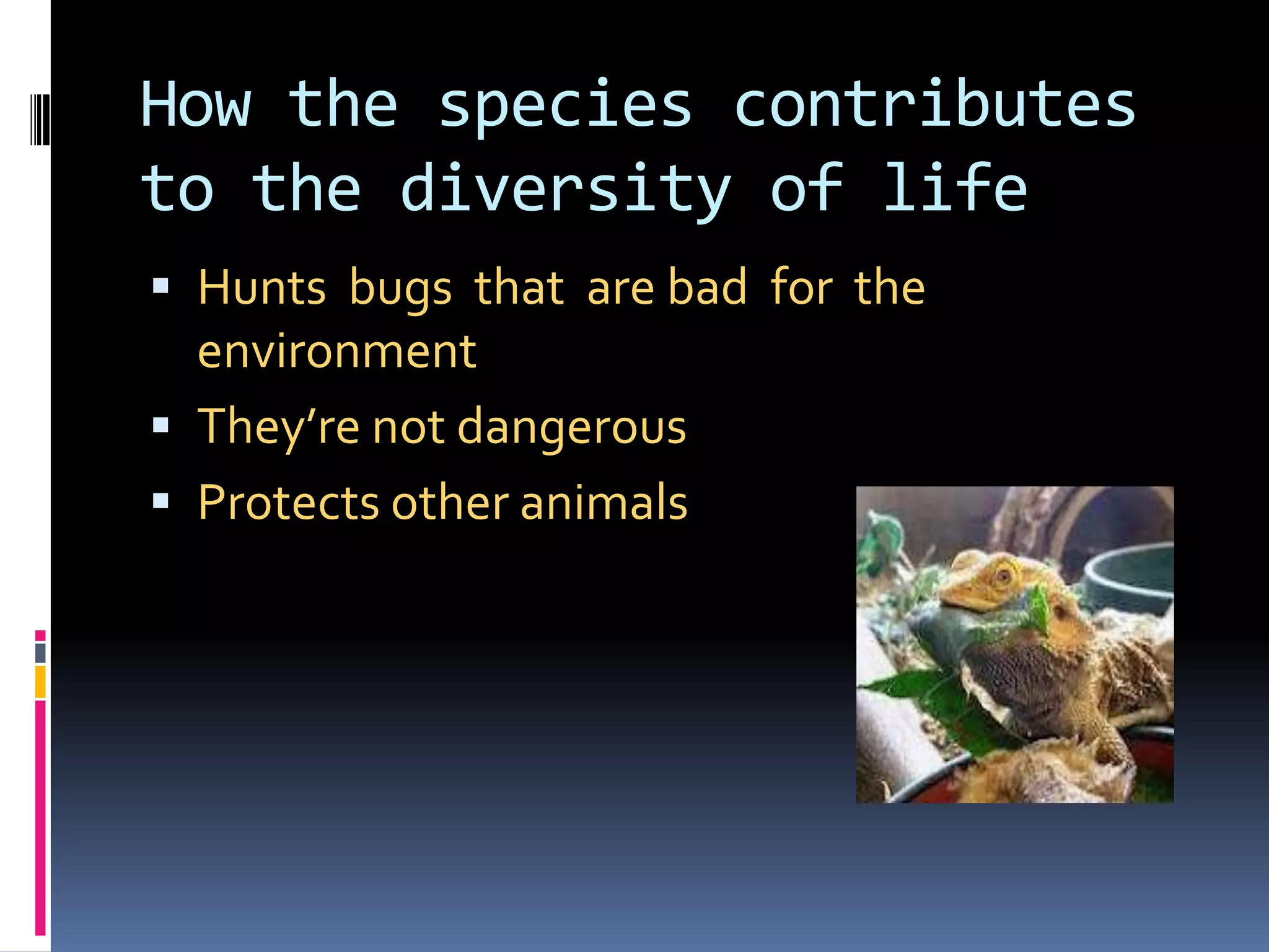 Calvin pietron bearded dragon (pogona) | PPT