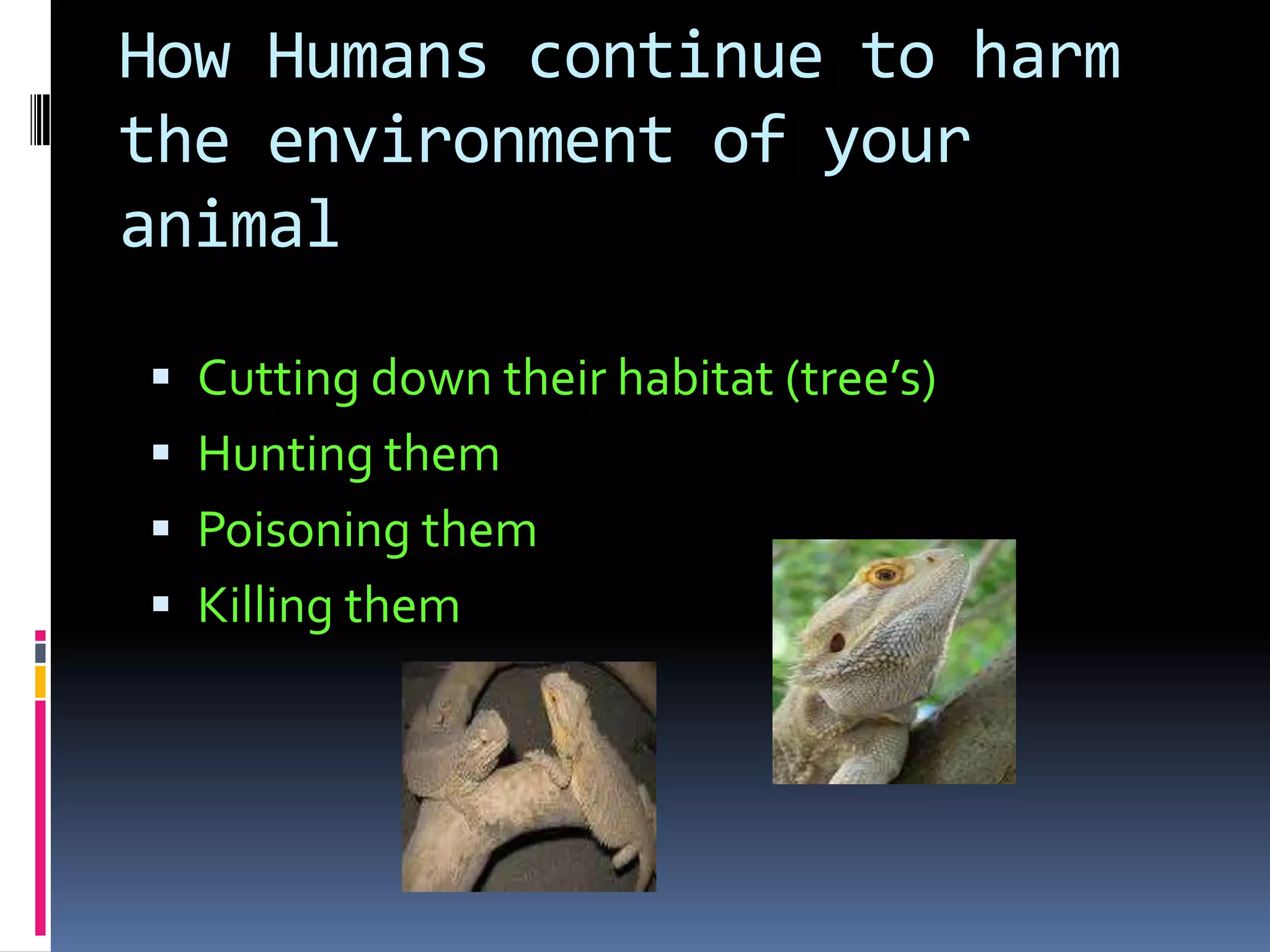 Calvin pietron bearded dragon (pogona) | PPT