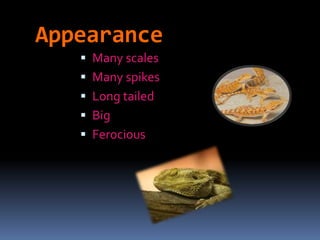 Calvin pietron bearded dragon (pogona) | PPTX
