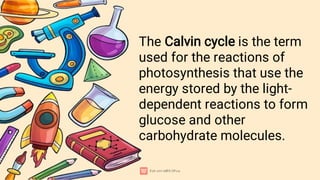 Calvins-cycle.pdf for stem students future | PDF