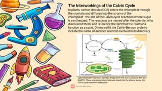 Calvins-cycle.pdf for stem students future | PDF