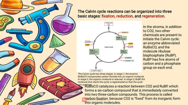 Calvins-cycle.pdf for stem students future | PPT