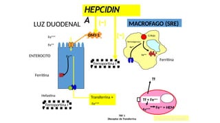 Anemia de las enfermedades cronicas.pptx