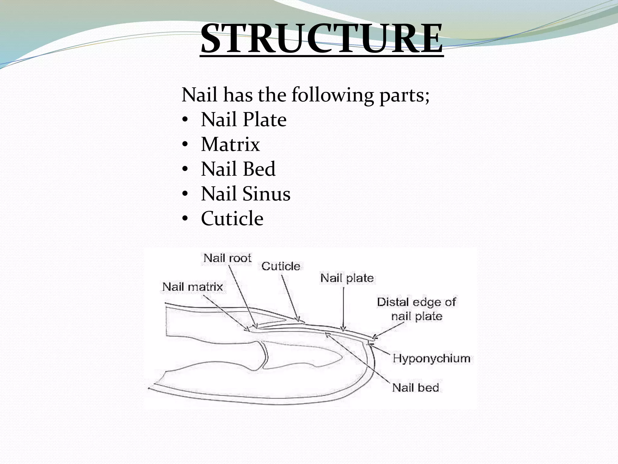 Calws hoofs and nails (final) | PPTX