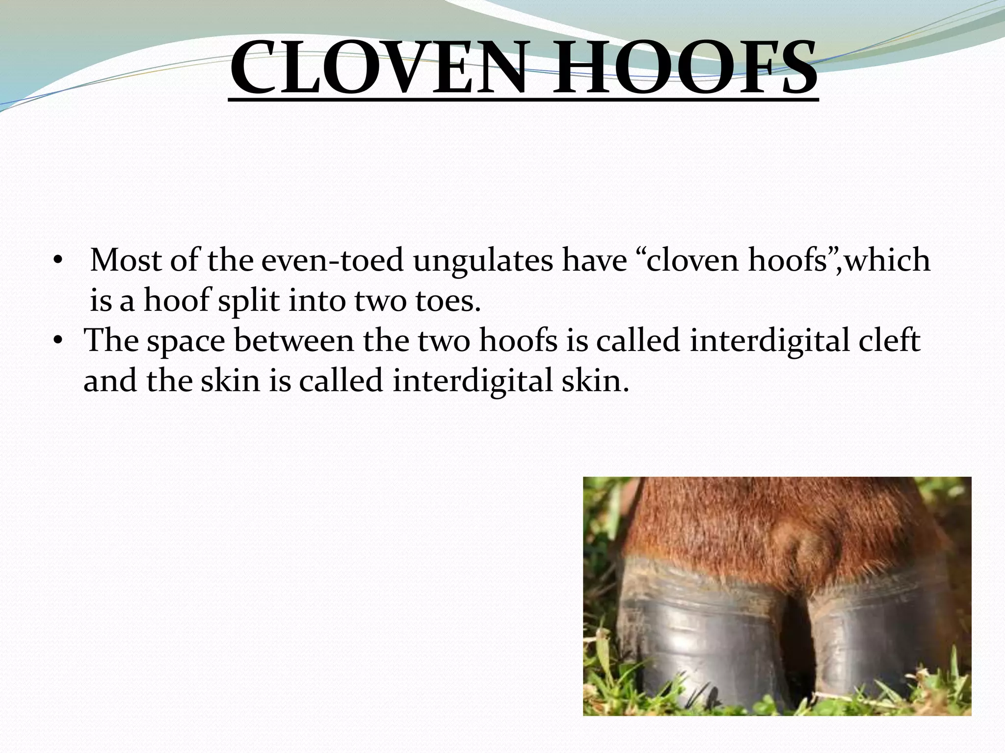 Calws hoofs and nails (final) | PPTX