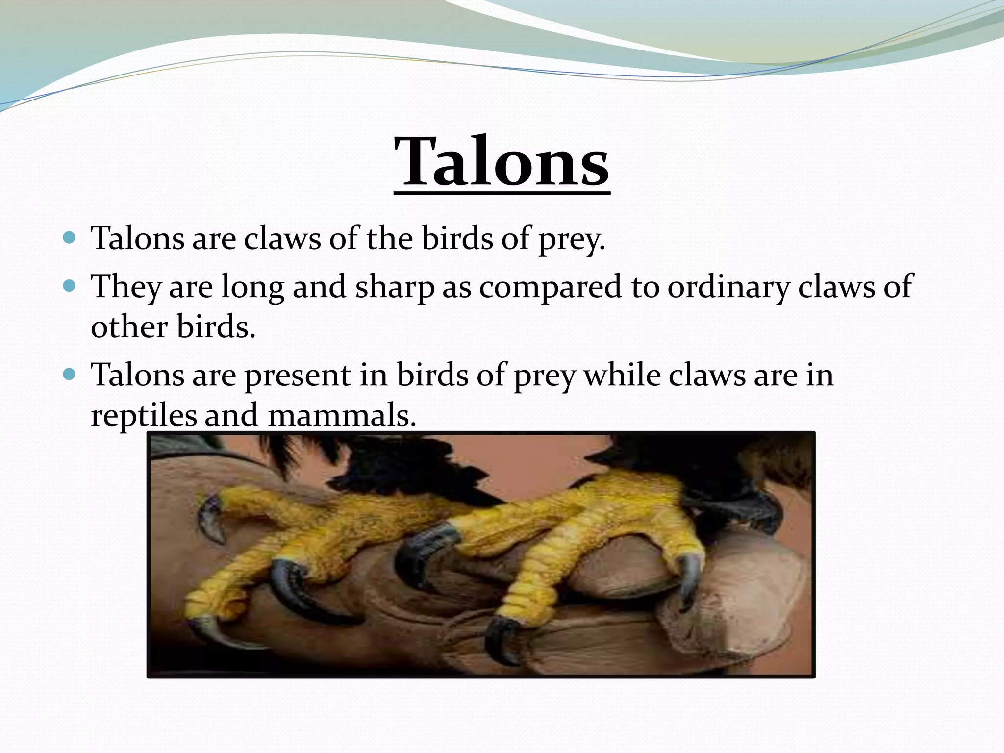 Calws hoofs and nails (final) | PPTX