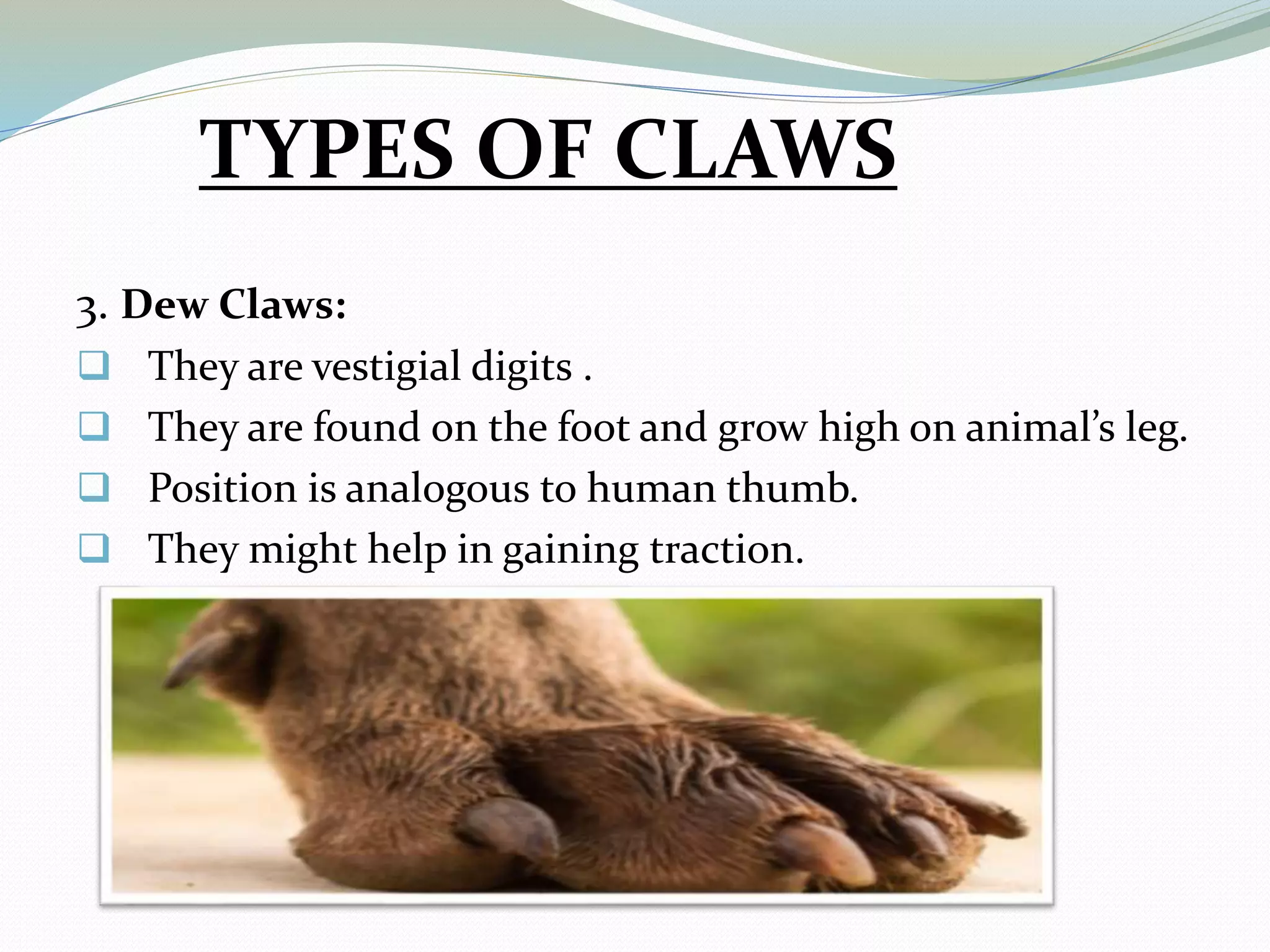 Calws hoofs and nails (final) | PPTX