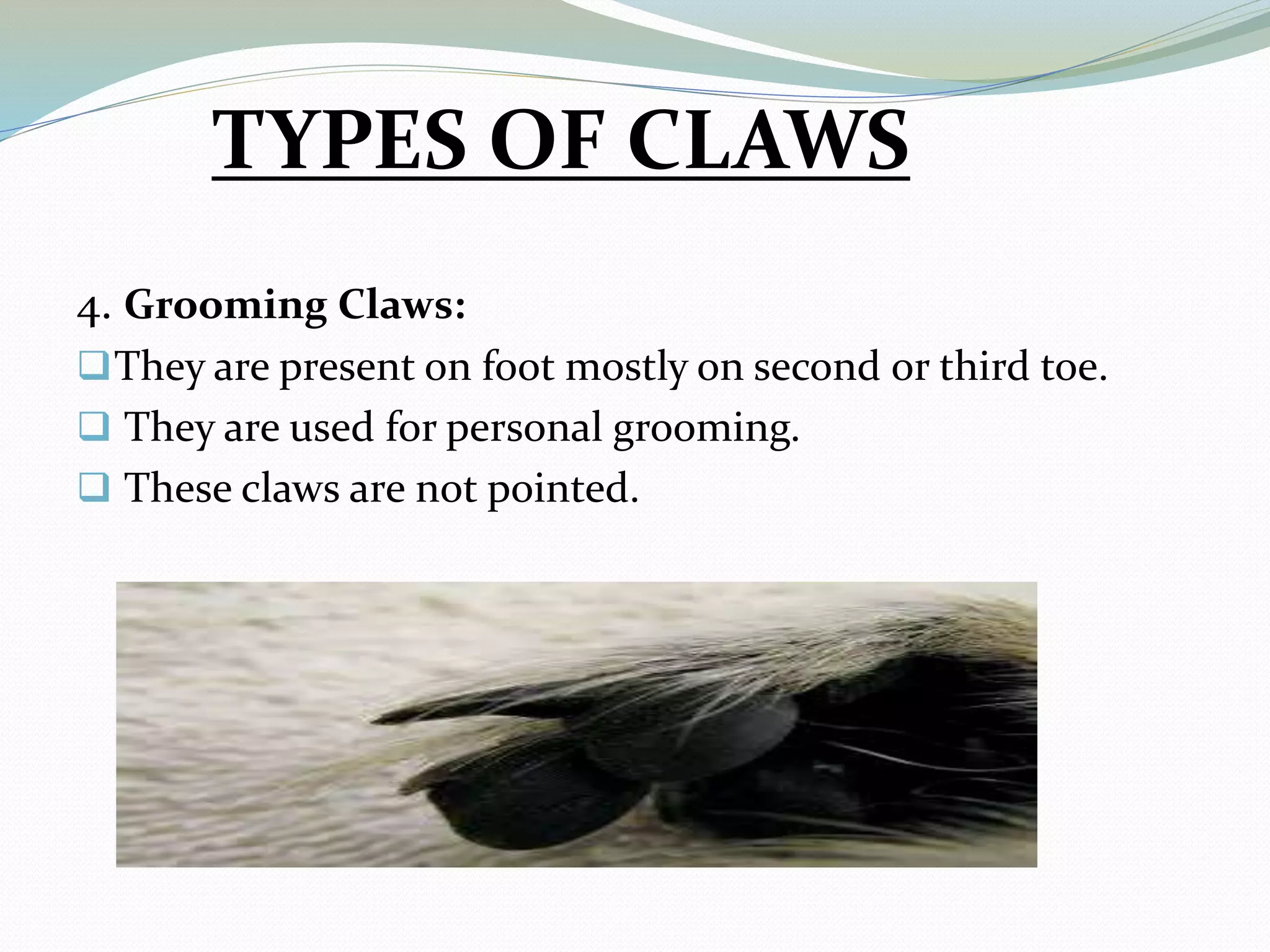 Calws hoofs and nails (final) | PPTX