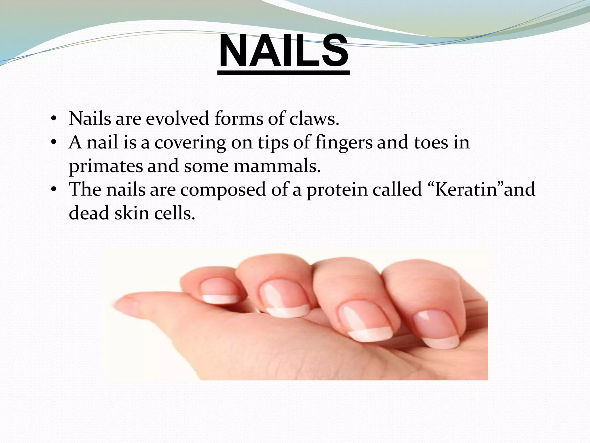 Calws hoofs and nails (final) | PPTX