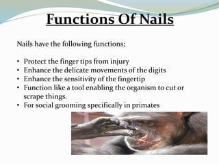 Calws hoofs and nails (final) | PPTX