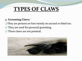 Calws hoofs and nails (final) | PPTX