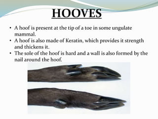 Calws hoofs and nails (final) | PPT