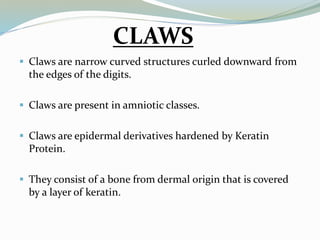 Calws hoofs and nails (final) | PPT