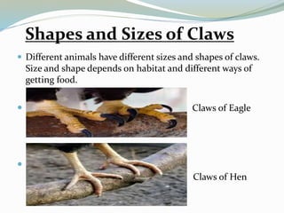 Calws hoofs and nails (final) | PPT