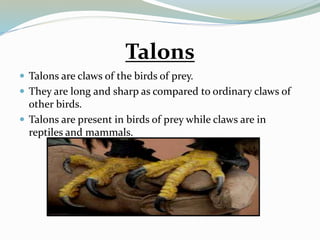 Calws hoofs and nails (final) | PPT