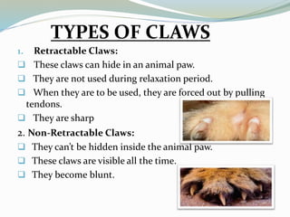 Calws hoofs and nails (final) | PPT