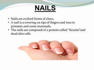 Calws hoofs and nails (final) | PPT
