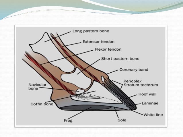 Calws hoofs and nails (final)
