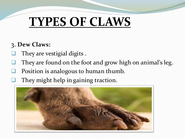 Calws hoofs and nails (final)