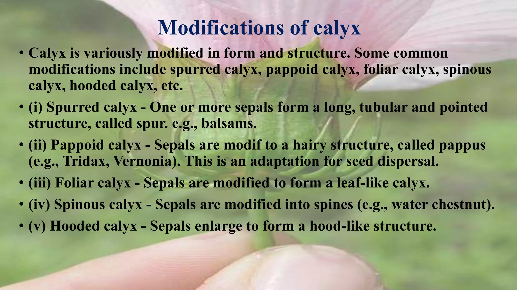non essental whorls.pptx