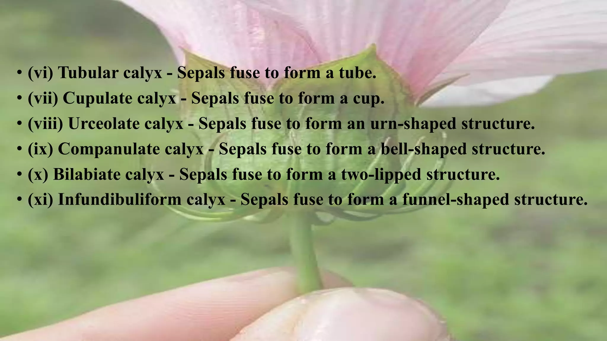 non essental whorls.pptx