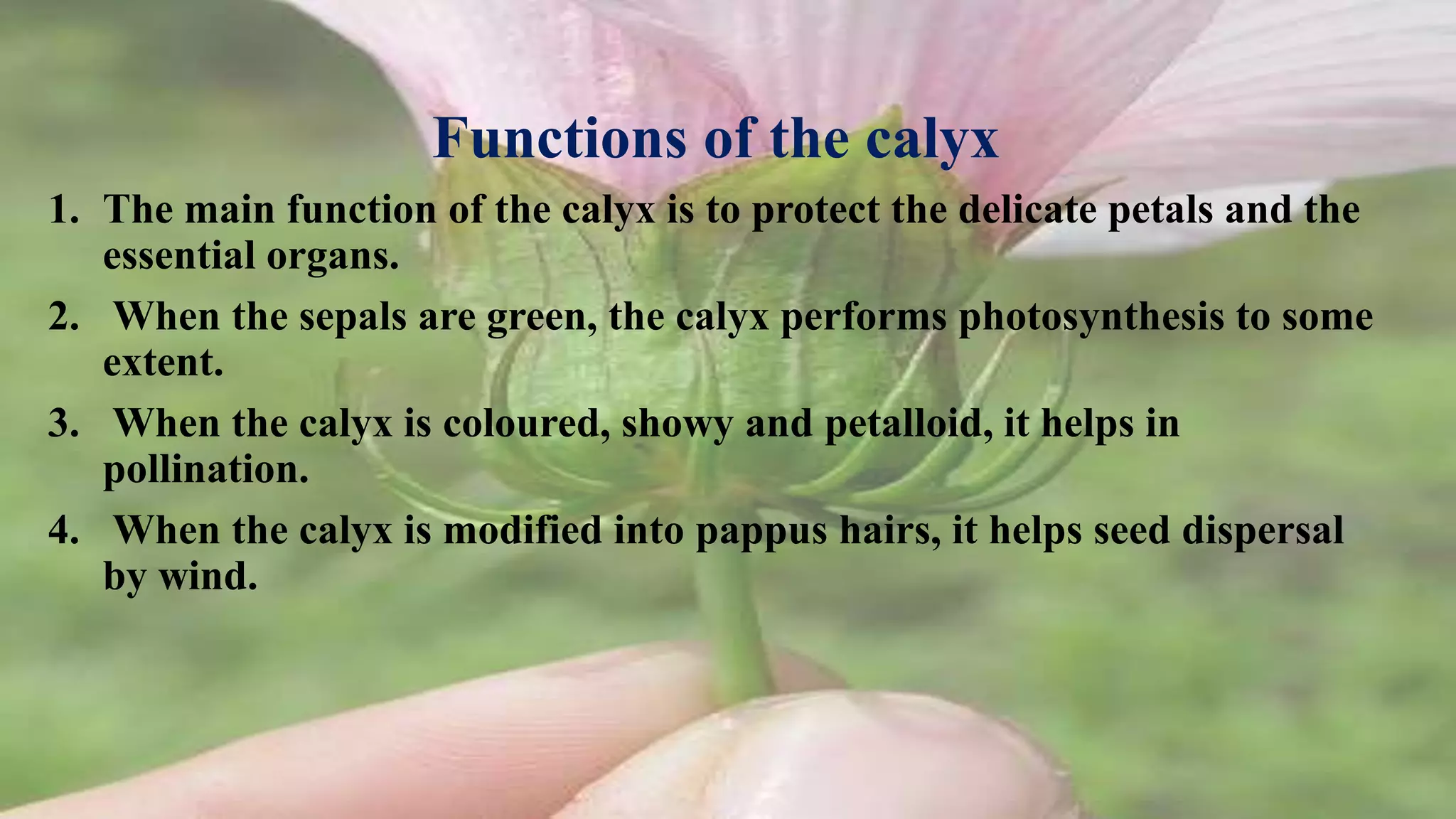 non essental whorls.pptx