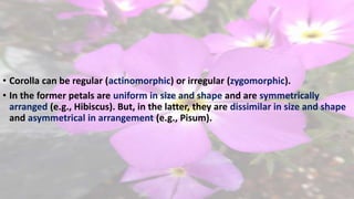 non essental whorls.pptx | Gardening | Home & Garden