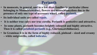 non essental whorls.pptx | Gardening | Home & Garden