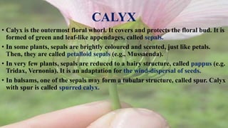 non essental whorls.pptx | Gardening | Home & Garden