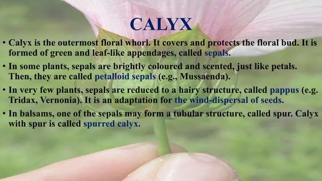 non essental whorls.pptx