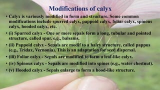 non essental whorls.pptx | Gardening | Home & Garden