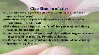 non essental whorls.pptx | Gardening | Home & Garden