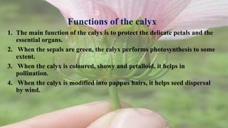 non essental whorls.pptx | Gardening | Home & Garden