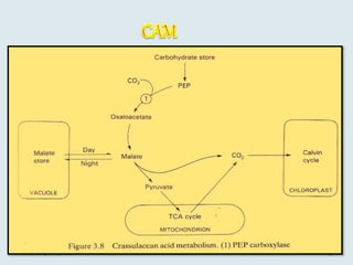 Cam pathway | PPT