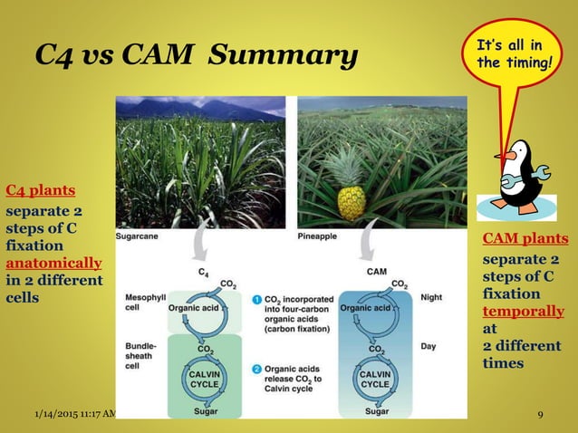 CAM PATHWAY | PPTX | Endocrine and Metabolic Diseases | Diseases and ...