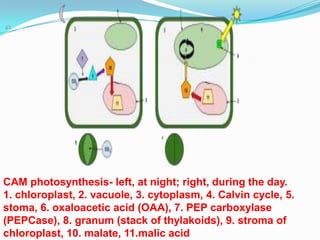 C am.ppt | Free Download